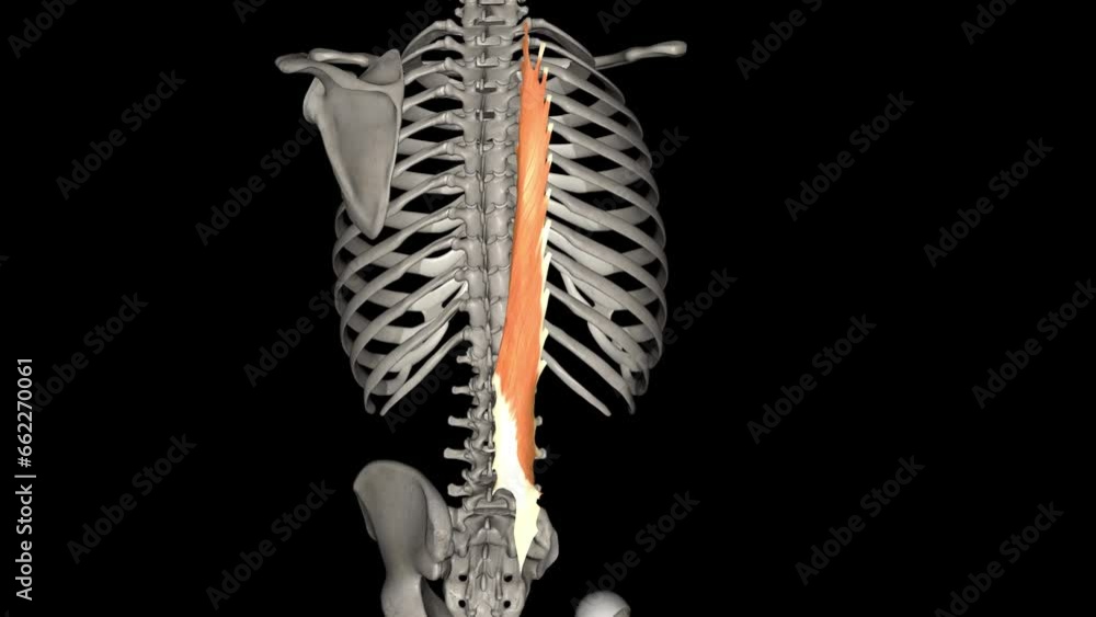 The longissimus thoracis muscle is the largest of the erector spinae ...