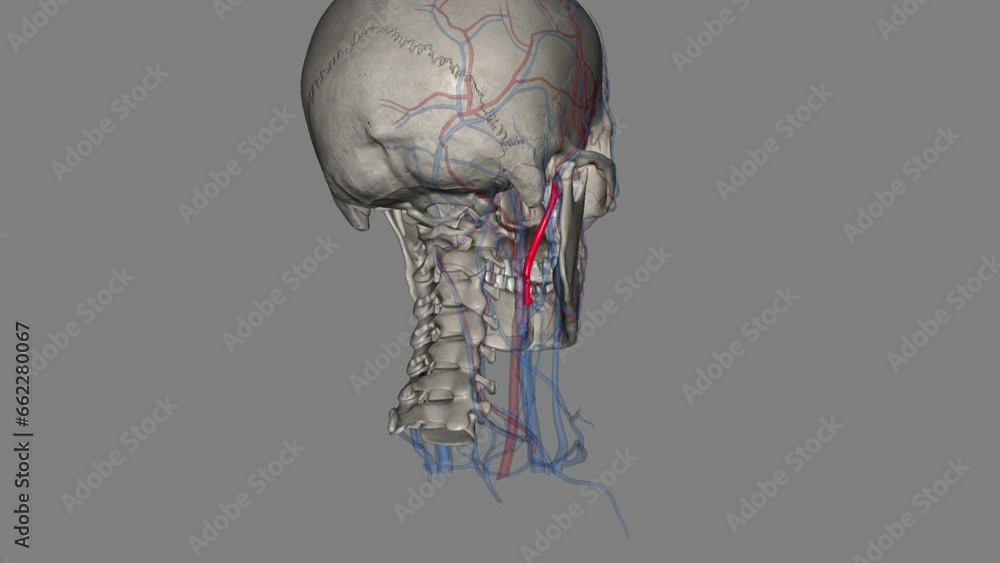 The external carotid artery is a major artery of the head and neck. It ...