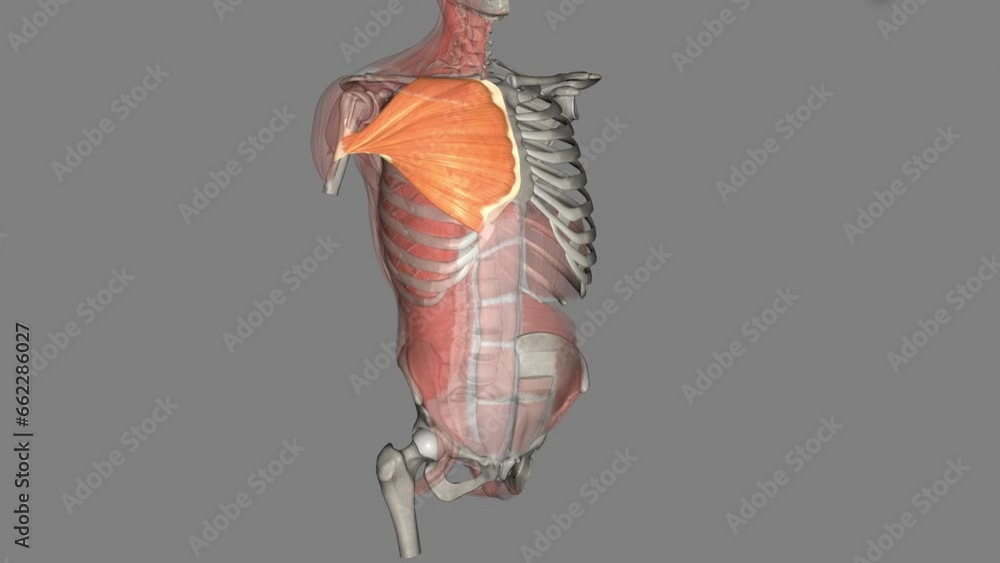 Vídeo do Stock: The pectoralis major is the superior most and largest ...