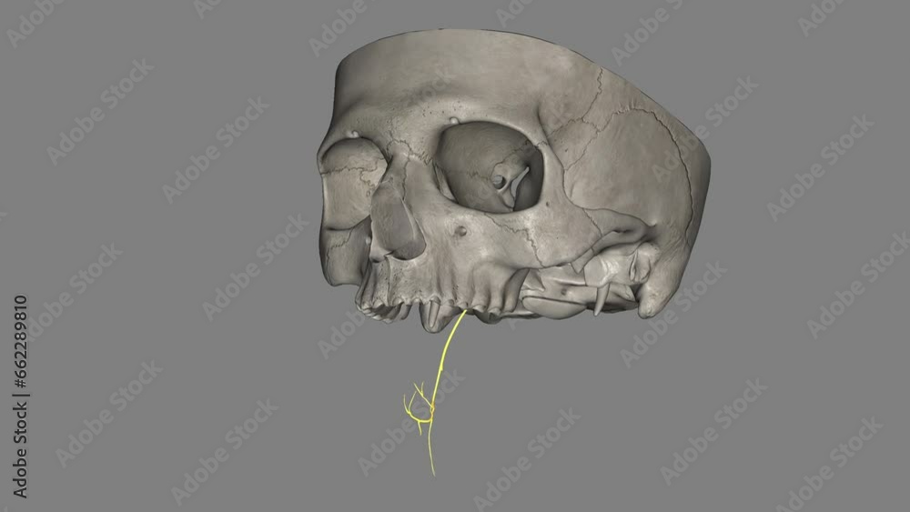 The Hypoglossal nerve is the 12th cranial nerves that originate from ...