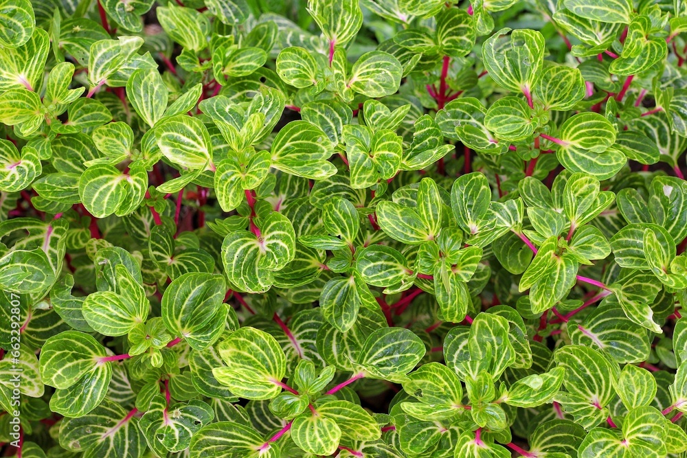 iresine herbstii (also known Iresine herbstii, Herbst's bloodleaf ...