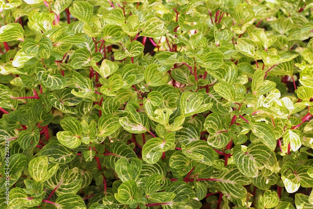 iresine herbstii (also known Iresine herbstii, Herbst's bloodleaf ...