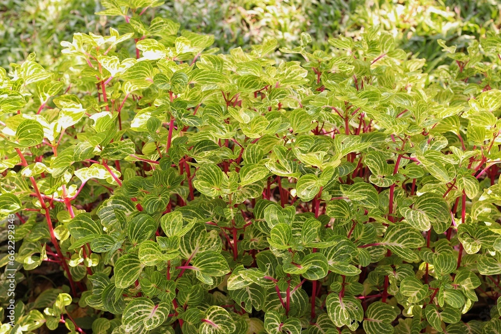iresine herbstii (also known Iresine herbstii, Herbst's bloodleaf ...