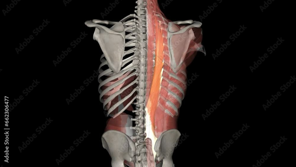 The longissimus thoracis muscle is the largest of the erector spinae ...