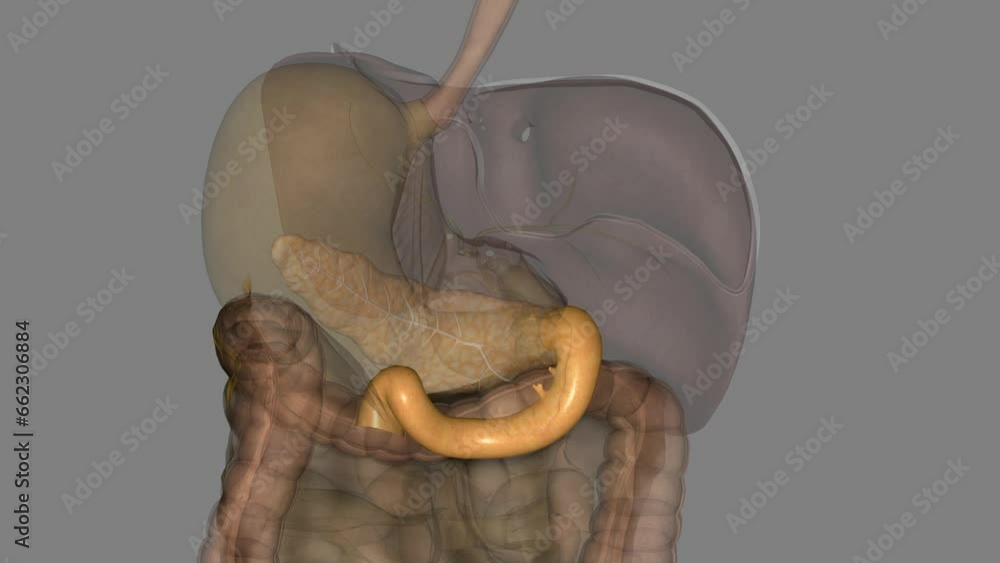 The duodenum is the initial C-shaped segment of the small intestine and ...
