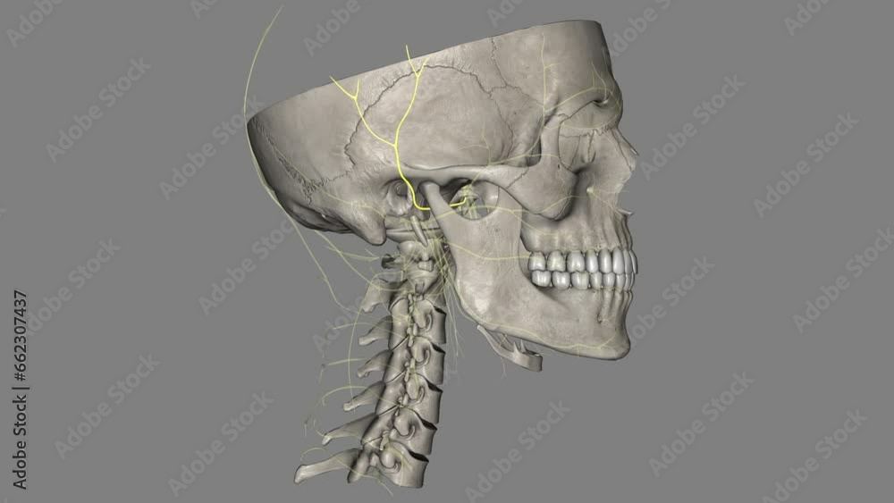 The auriculotemporal nerve is a branch of the mandibular division of ...