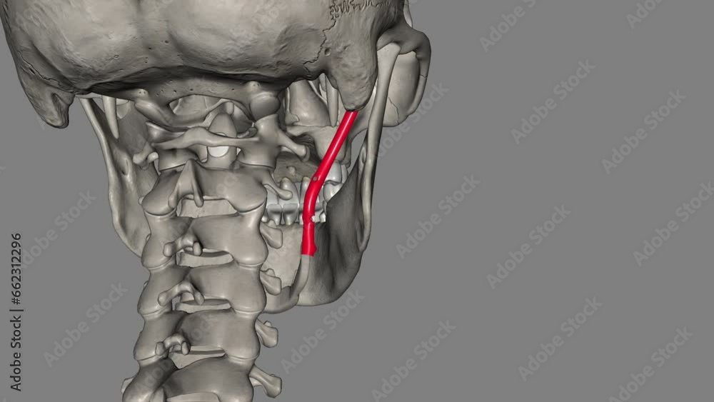The external carotid artery is a major artery of the head and neck. It ...