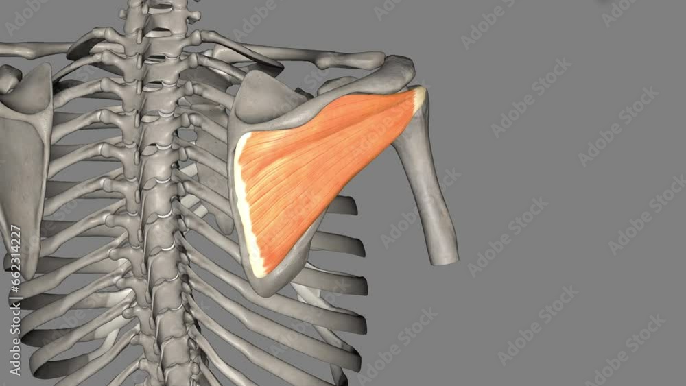 The infraspinatus is a thick triangular muscle that occupies much of ...