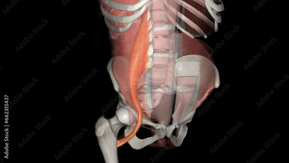 The psoas muscle is a paraspinal muscle located deep in the body, very ...