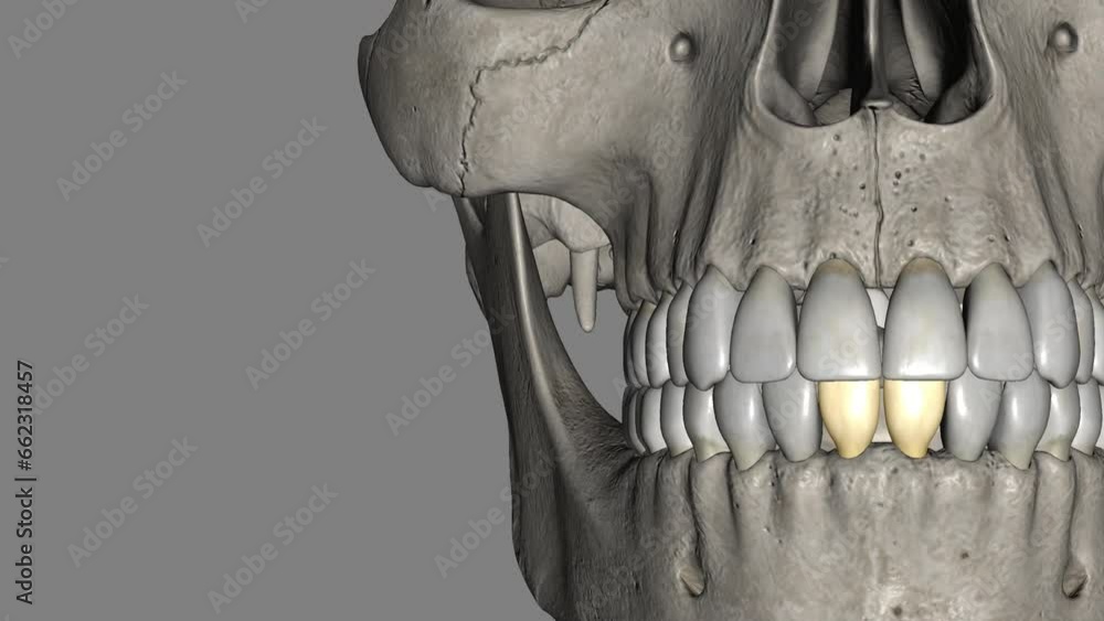 The mandibular central incisor is the tooth located on the jaw ...