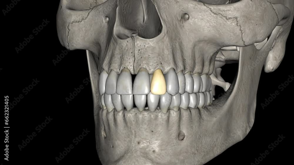 Vídeo do Stock: The maxillary lateral incisors are a pair of upper ...