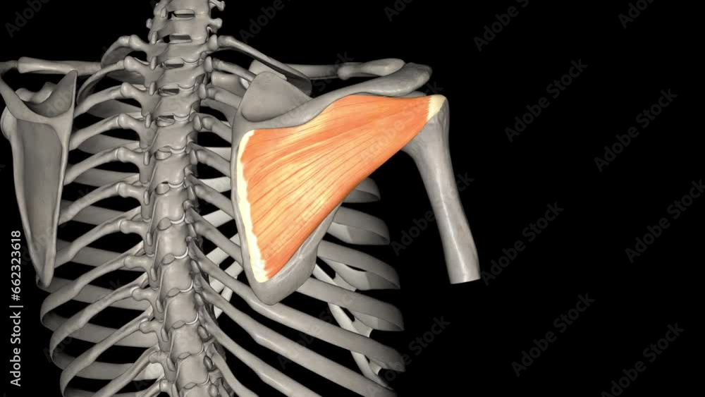 The infraspinatus is a thick triangular muscle that occupies much of ...