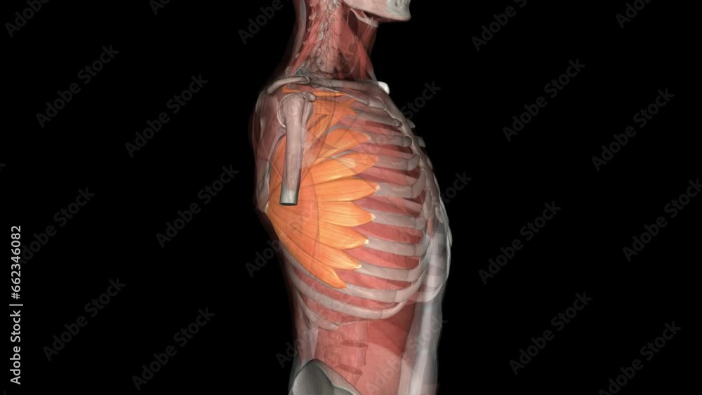 Vídeo do Stock: The serratus anterior is a muscle of the anterior chest ...