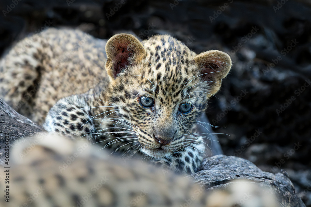 Cute Leopard cub. This leopard (Panthera pardus) cub is coming out of the den when his mother ...