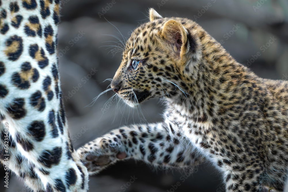 Cute Leopard cub. This leopard (Panthera pardus) cub is coming out of ...