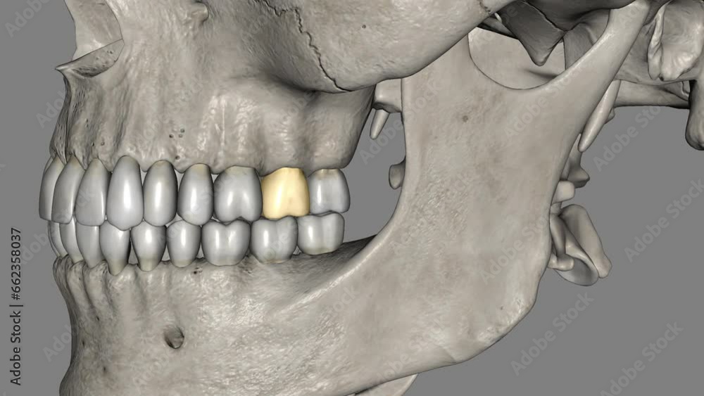 Video Stock The maxillary second molar is the tooth located distally ...