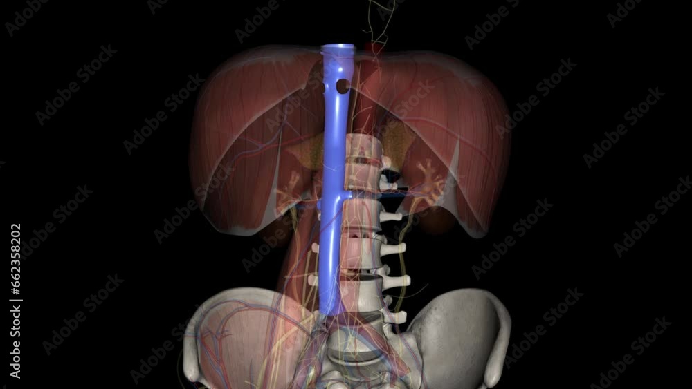 Vídeo do Stock: The inferior vena cava (IVC) is a large retroperitoneal ...