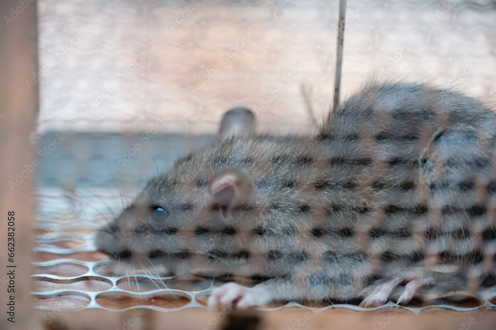 Rat in a metal trap.House rat trapped inside and cornered in a metal ...