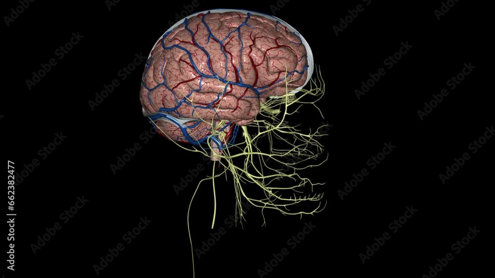 The nervous system includes the brain, spinal cord, and a complex ...