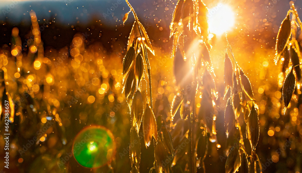 Illustrazione Stock An oat field in Finland, glistening after rain ...