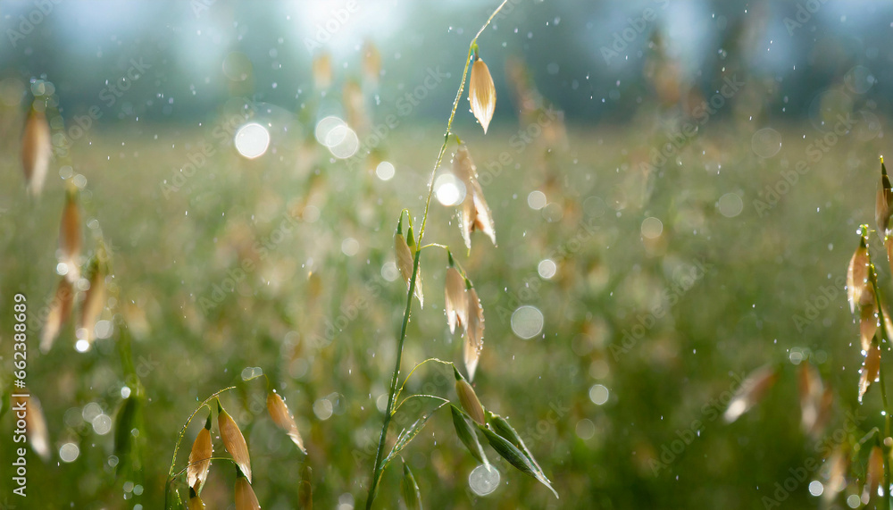 An oat field in Finland, its lush greenery glistening under the gentle ...