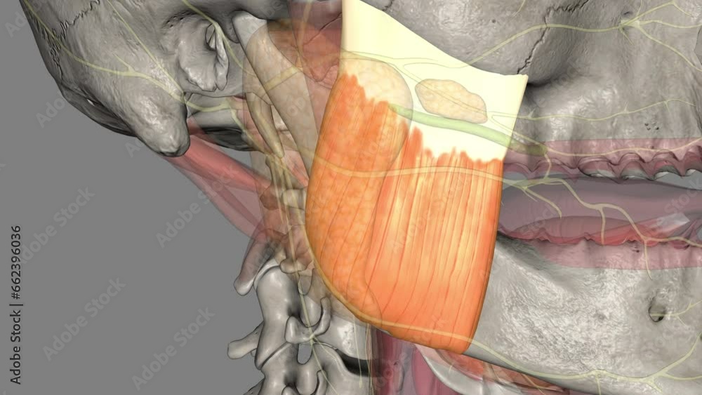 Video Stock The superficial head originates at the maxillary process of ...