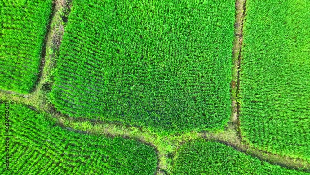 Gazing down upon Thailand's rice fields reveals an intricate network of ...