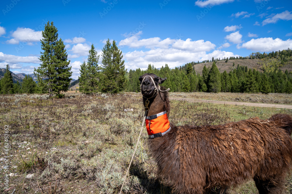 Pack llama at a mule deer hunting camp in Wyoming, looking at camera ...