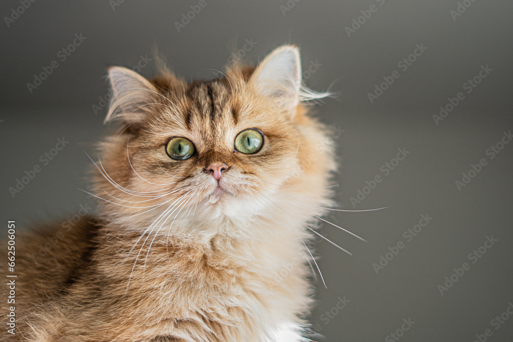 Orange and Cream Long Hair Scottish Fold Straight Cat Kitten Close up ...