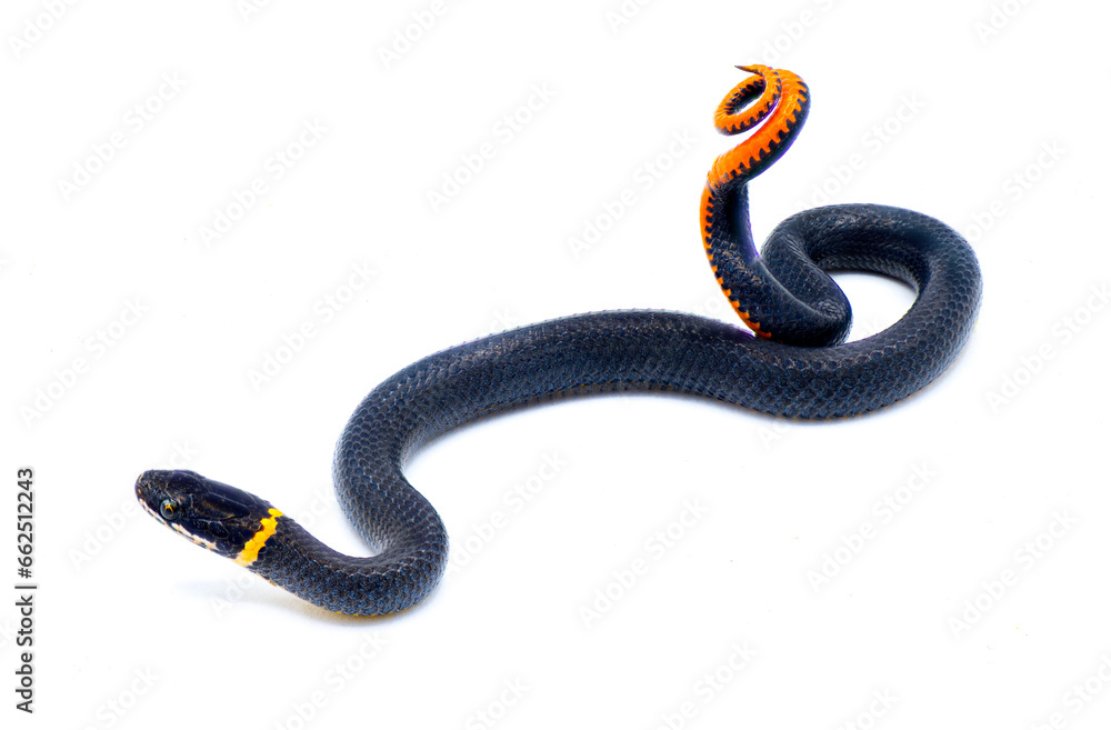 Southern ring necked or ringneck snake - Diadophis punctatus punctatus ...