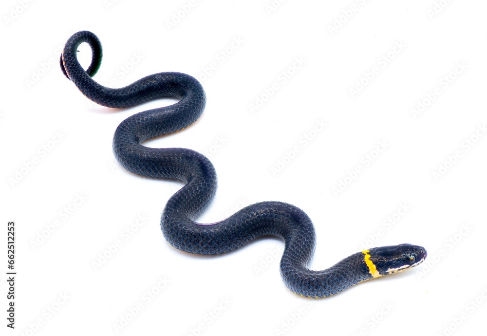 Southern ring necked or ringneck snake - Diadophis punctatus punctatus ...