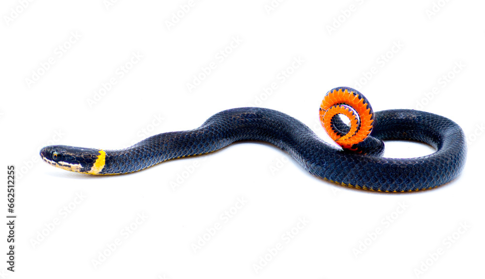 Southern ring necked or ringneck snake - Diadophis punctatus punctatus ...