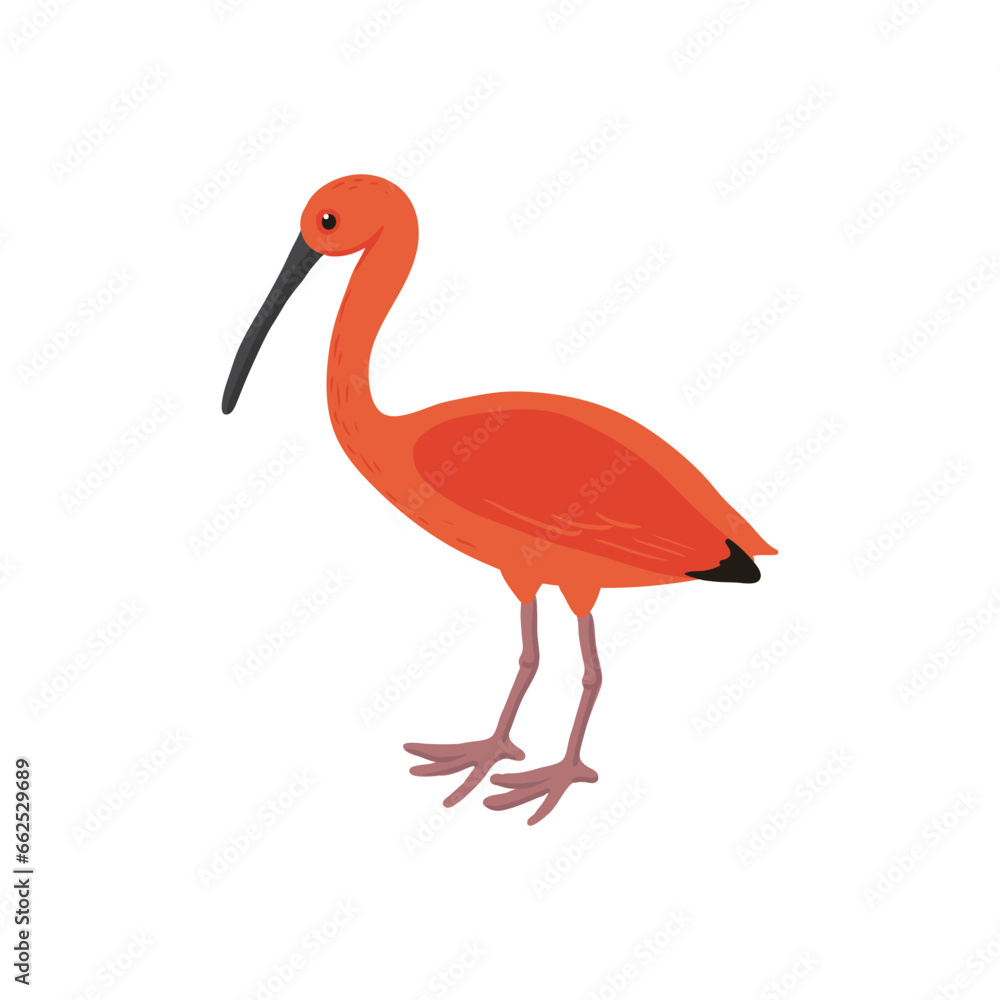 vector drawing sketch of bird, hand drawn scarlet ibis, isolated nature ...