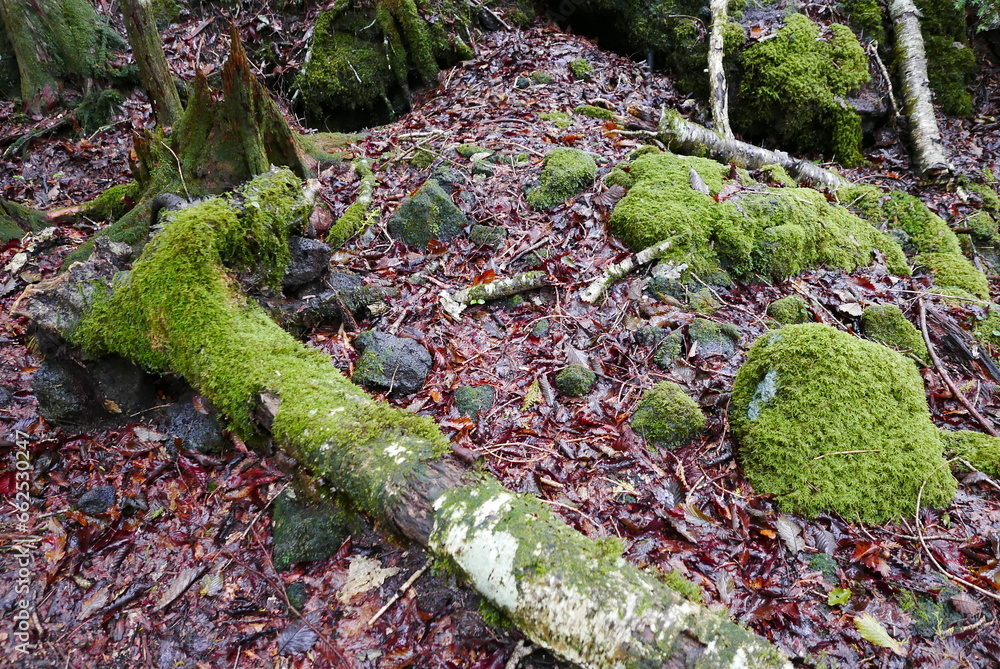 Aokigahara sea of tree Jyukai and hyoketsu ice cave in Mt Fuji and Mt ...