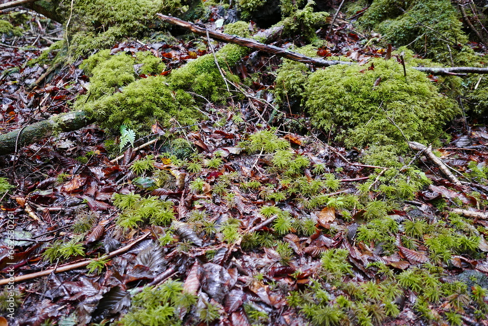 Aokigahara sea of tree Jyukai and hyoketsu ice cave in Mt Fuji and Mt ...