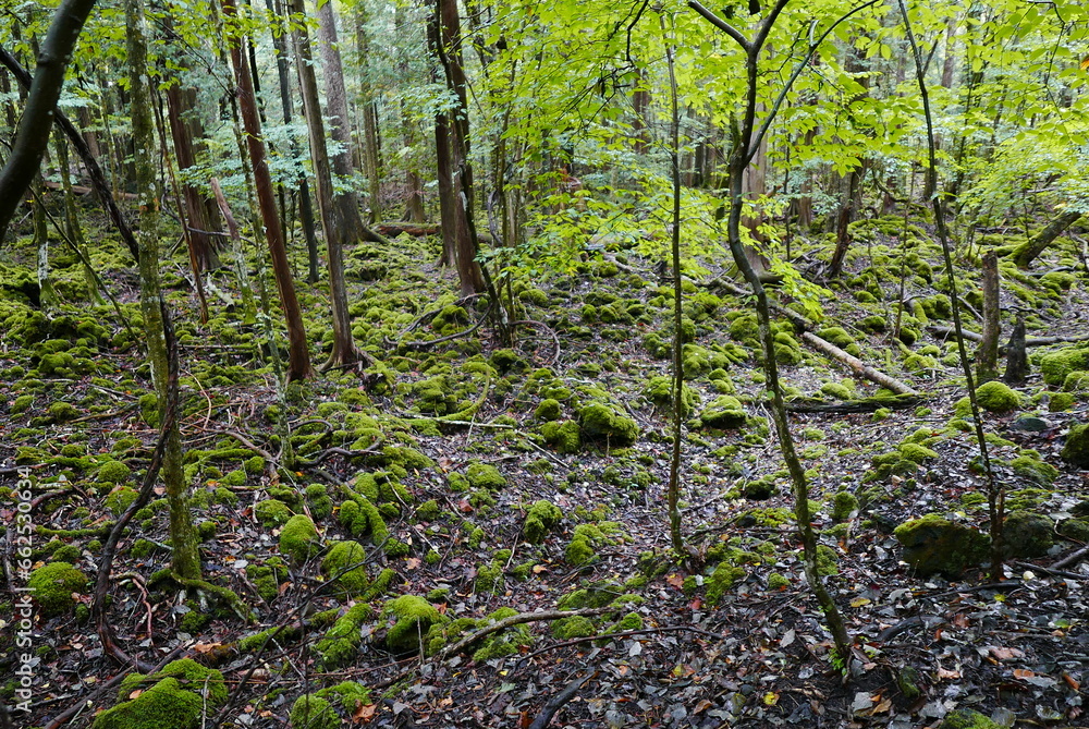 Aokigahara sea of tree Jyukai and hyoketsu ice cave in Mt Fuji and Mt ...