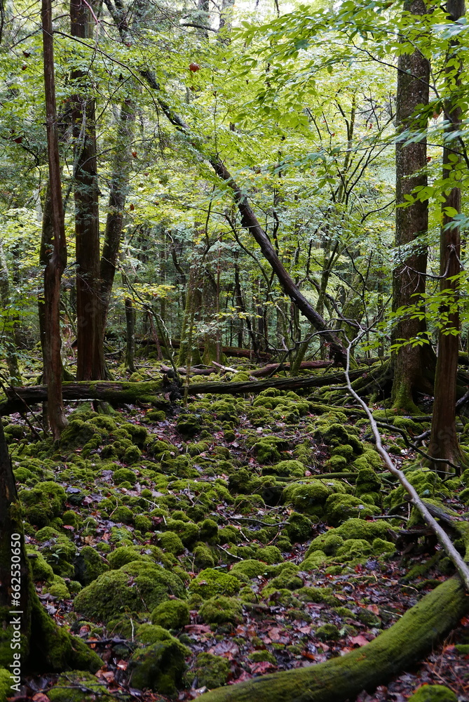 Aokigahara sea of tree Jyukai and hyoketsu ice cave in Mt Fuji and Mt ...