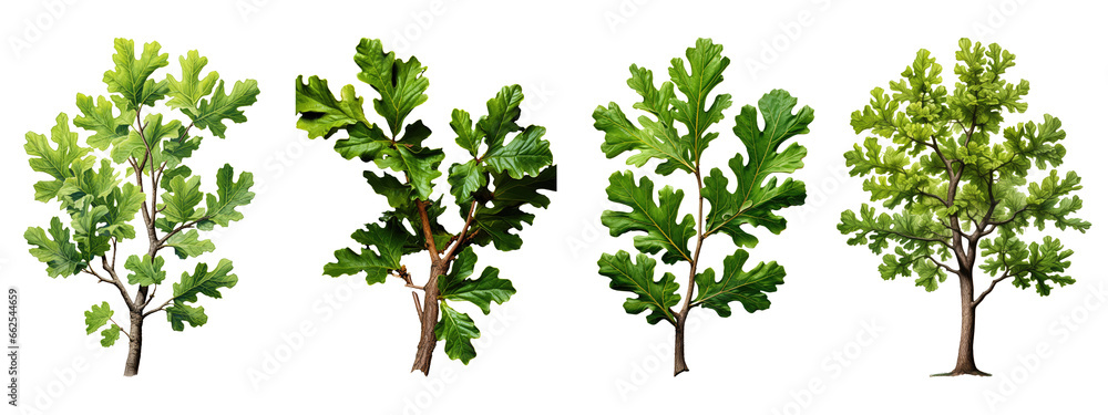 Quercus robur, complete full branch with leaves isolated on transparent ...