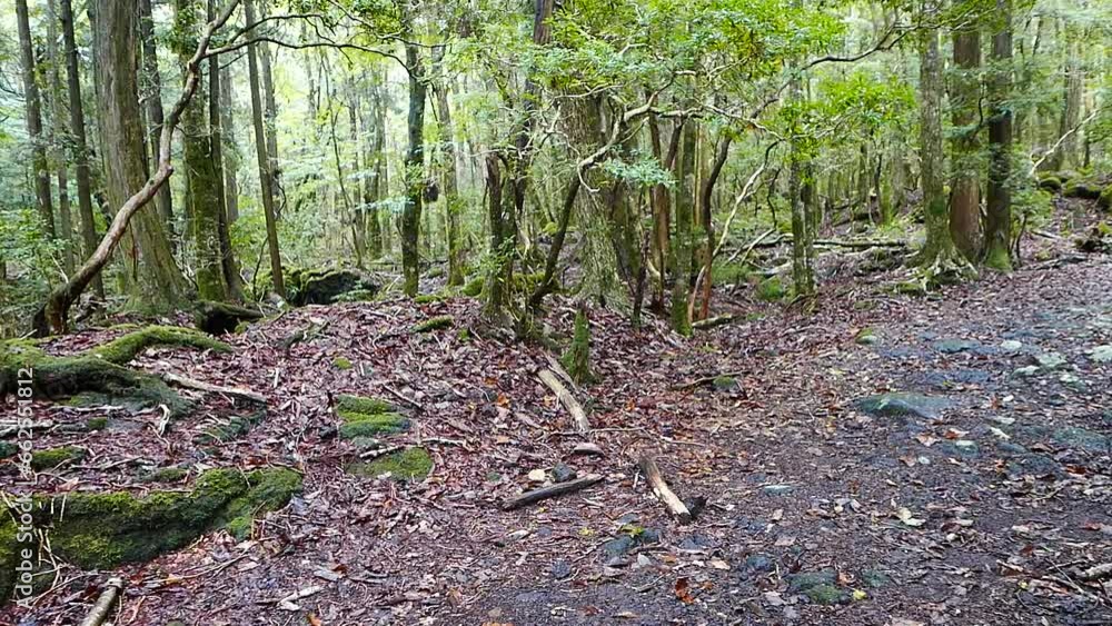 Aokigahara sea of tree Jyukai and hyoketsu ice cave in Mt Fuji and Mt ...