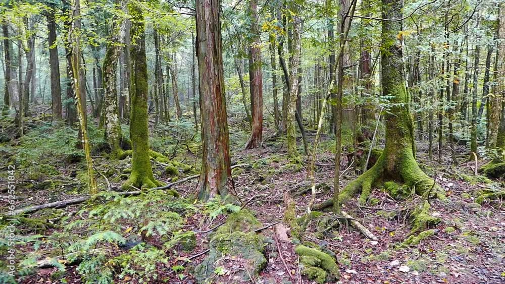 Aokigahara sea of tree Jyukai and hyoketsu ice cave in Mt Fuji and Mt ...