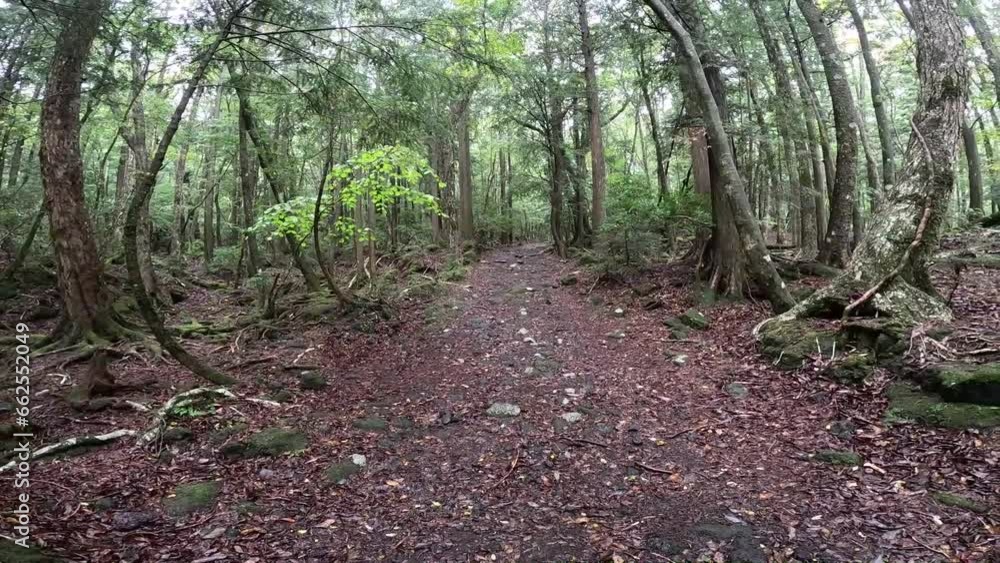 Aokigahara sea of tree Jyukai and hyoketsu ice cave in Mt Fuji and Mt ...