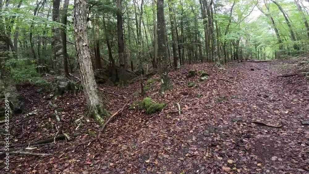 Aokigahara sea of tree Jyukai and hyoketsu ice cave in Mt Fuji and Mt ...