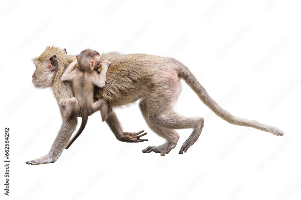 Portrait side view Macaca, Brown baby monkey on the mother monkey's ...