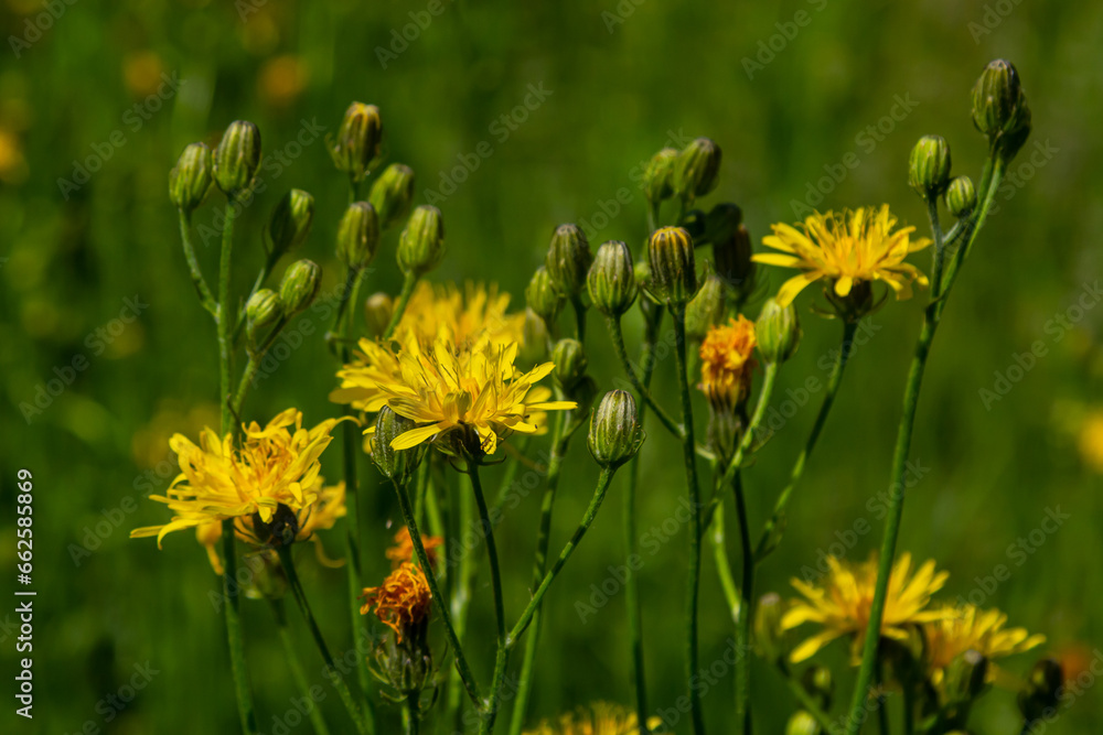 Bright yellow Pilosella caespitosa or Meadow Hawkweed flower, close up ...