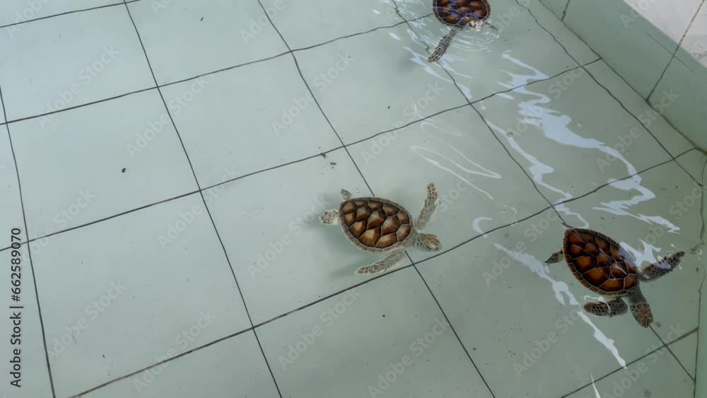 Group of baby sea turtles swim in a pool, Nursery for baby turtles ...