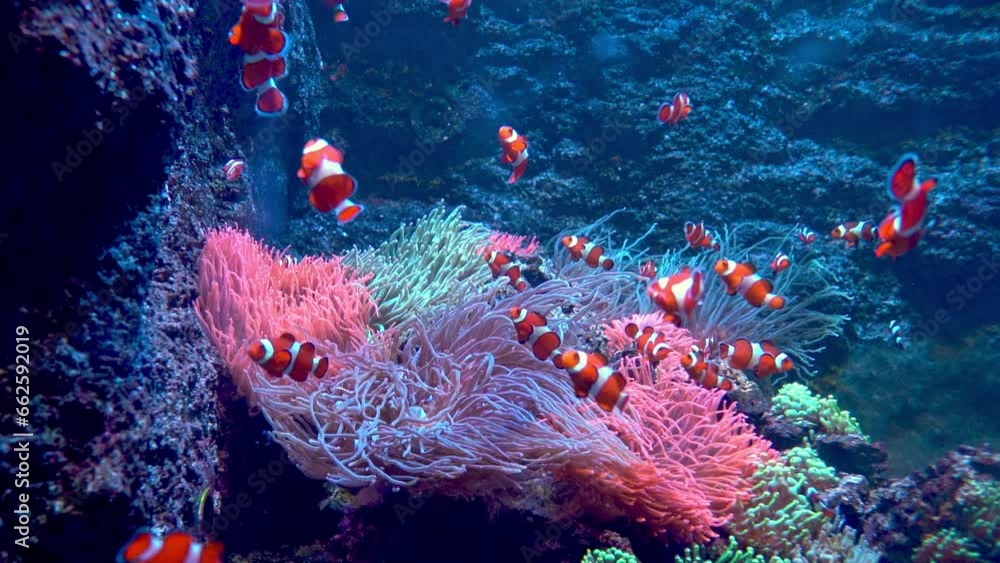 Red and white striped fish clown. Fish swim among algae and coral reefs ...