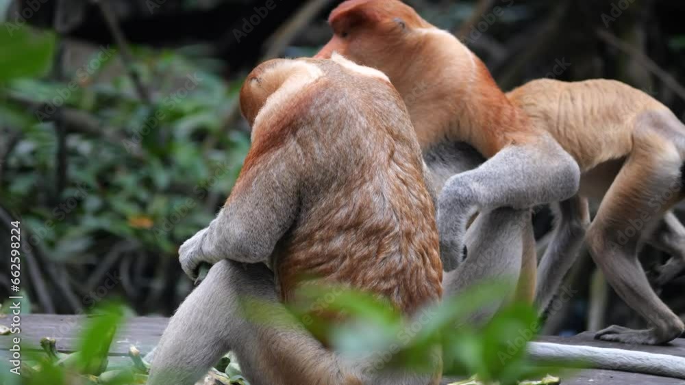 An adult male proboscis monkey (Nasalis larvatus)alpha male is enjoying ...