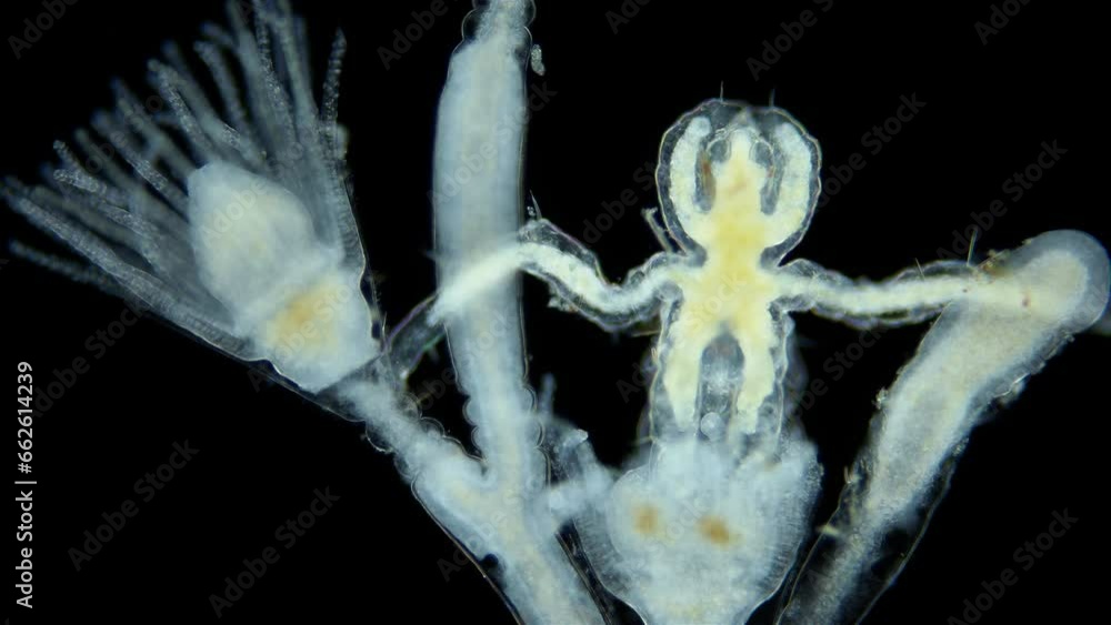 Larva of sea spider Nymphon sp. under microscope, order Pantopoda ...