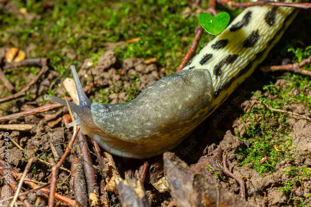 Limax maximus - leopard slug crawling on the ground among the leaves ...