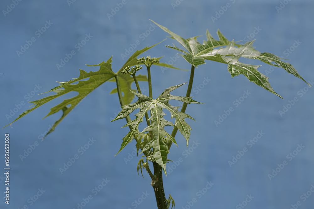 Appearance of tree spinach leaf shoots. This plant with the scientific ...